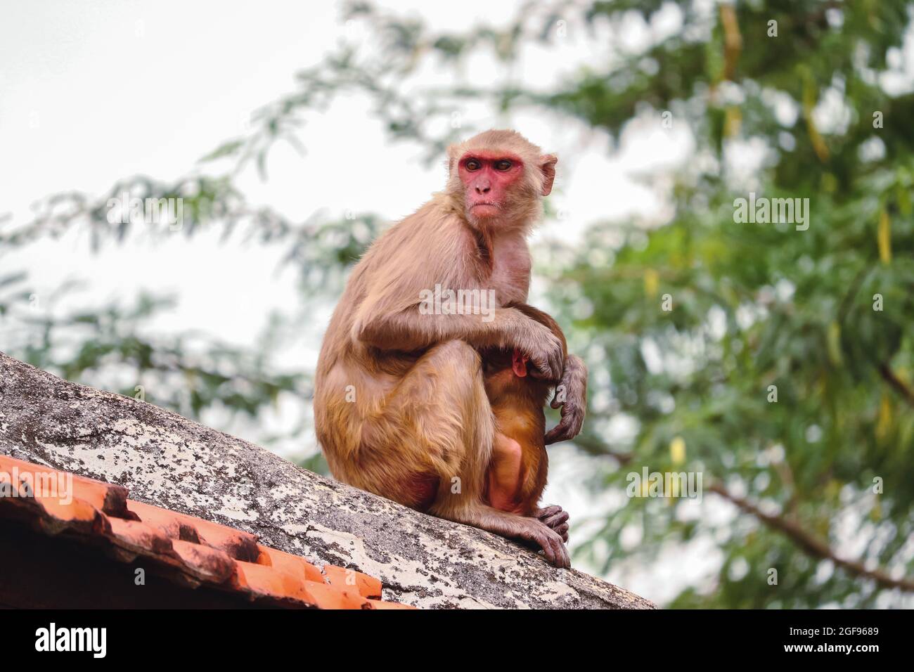 rhesus macaque with her child in the forest Stock Photo - Alamy