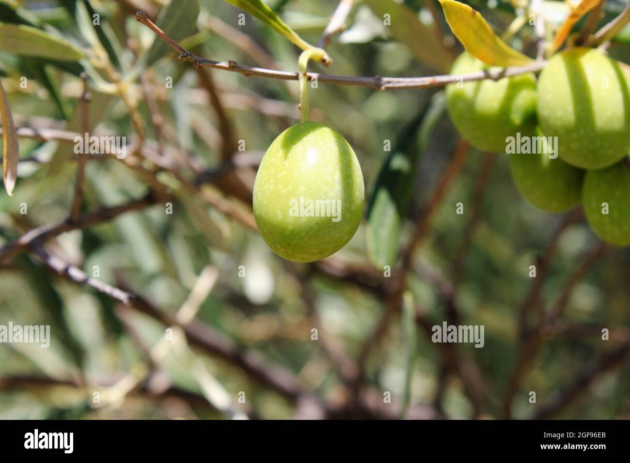 Olives on olive tree branch in the outskirts of Athens in Greece Stock ...