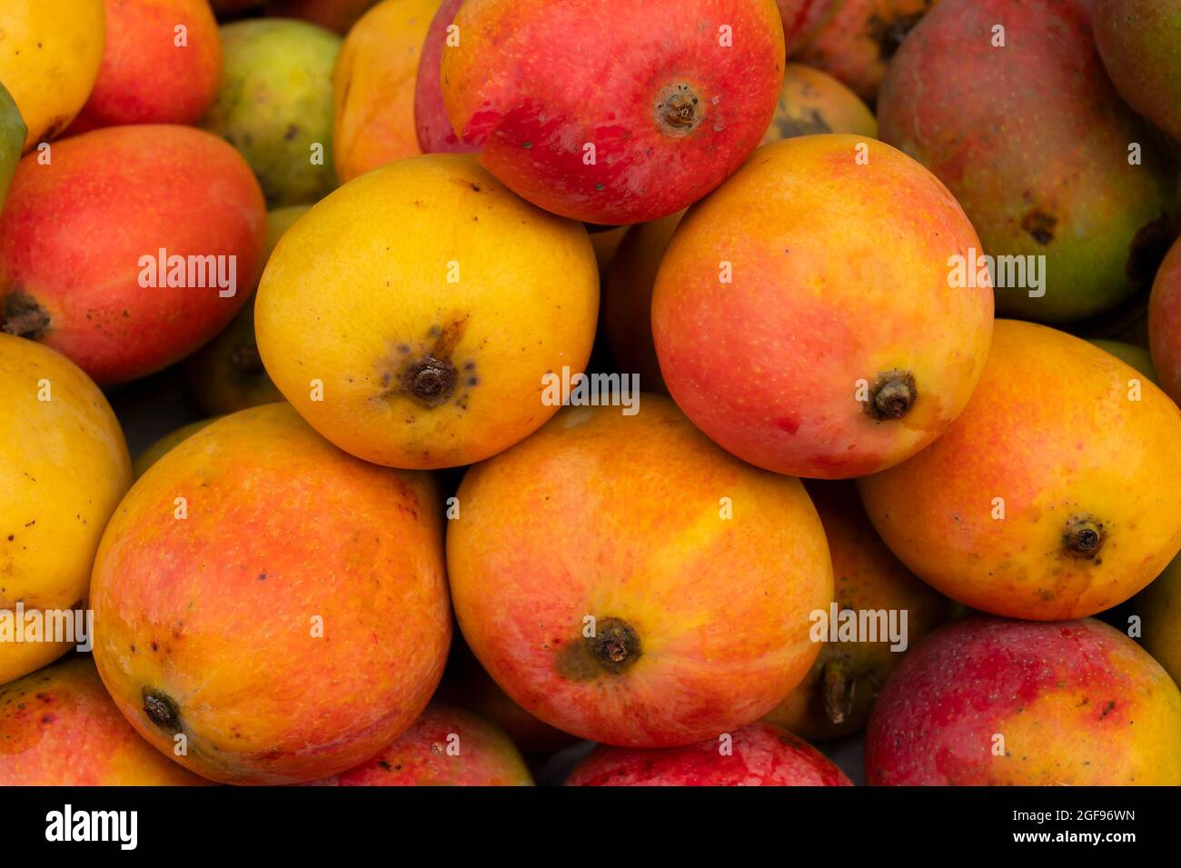 Mangos, juicy stone fruits (drupe), produced from flowering plant genus ...
