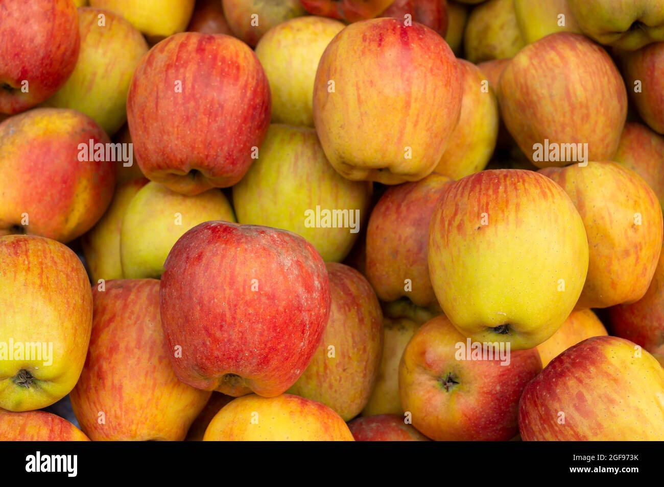 Bunch of Apples, scientific name Malus domestica, an edible fruit ...