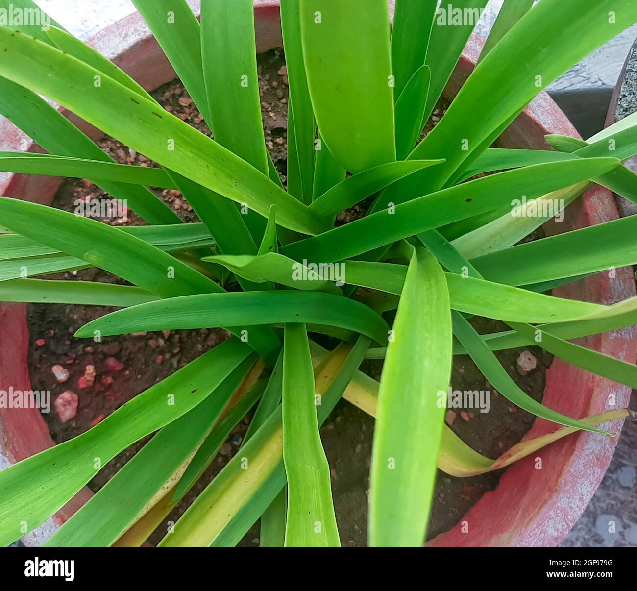 Top view of pandan leaves in a pot, outdoors Stock Photo - Alamy