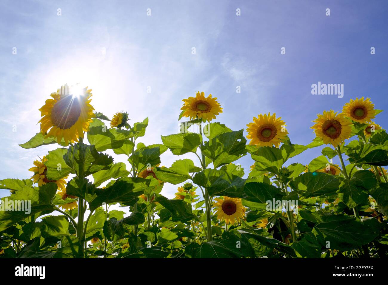Sunbeam sunflower hi-res stock photography and images - Alamy