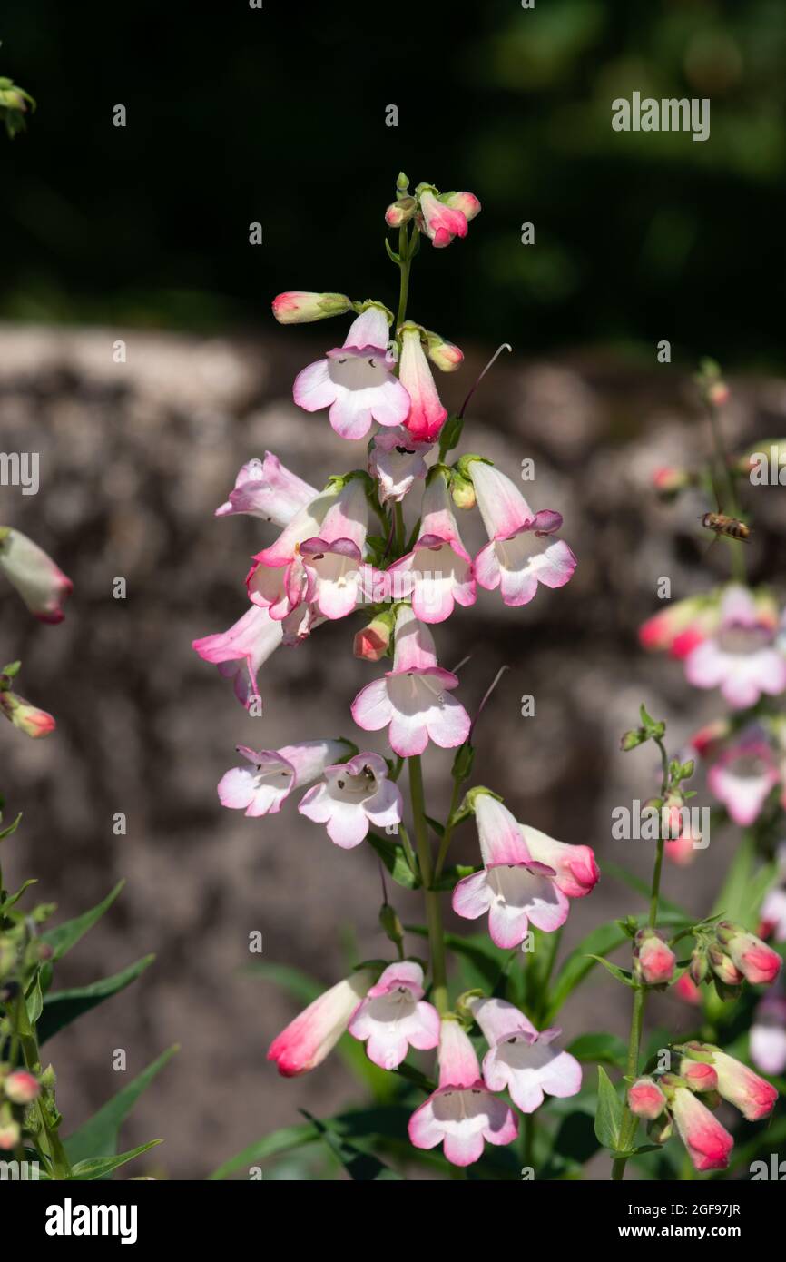 Pink penstemon flowers hi-res stock photography and images - Alamy