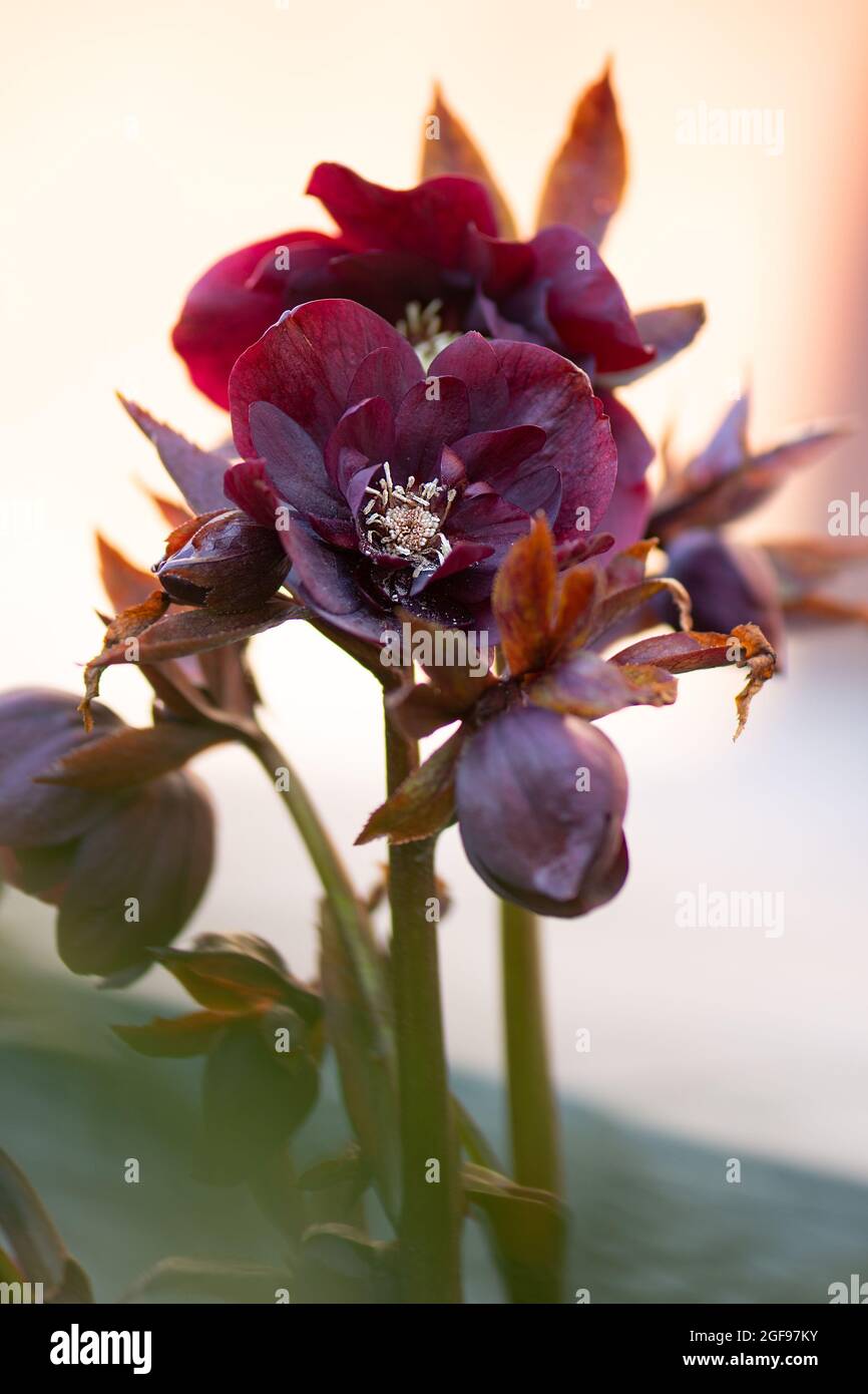 Helleborus flowers in bud hi-res stock photography and images - Alamy