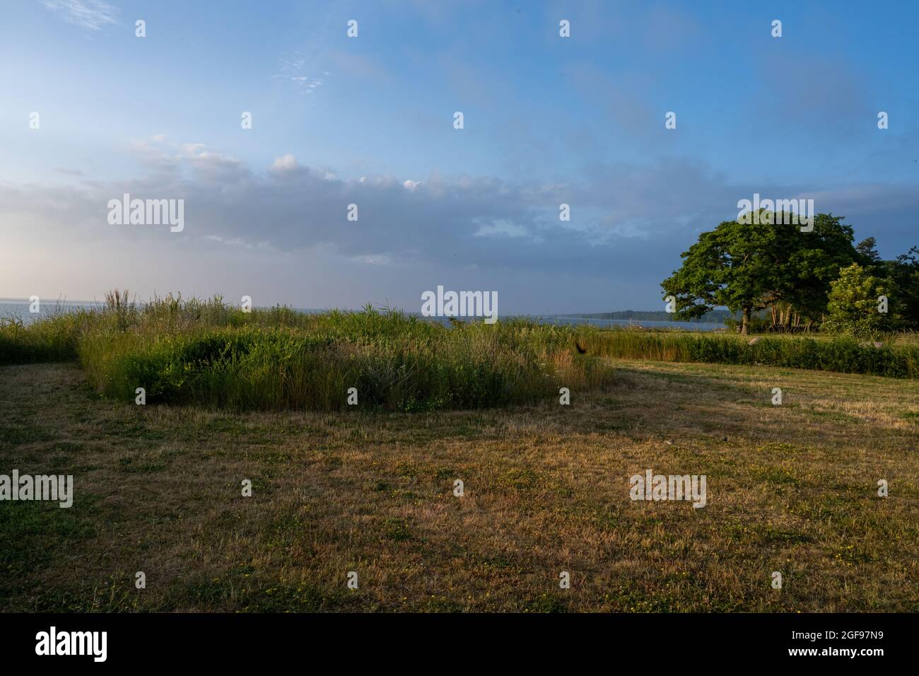 A beach meadow in golden light sunset. Picture from the Baltic Sea ...