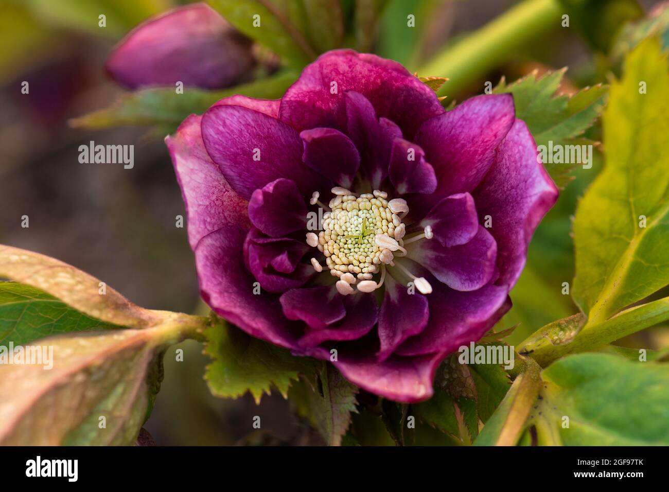 Helleborus double ellen red hi-res stock photography and images - Alamy