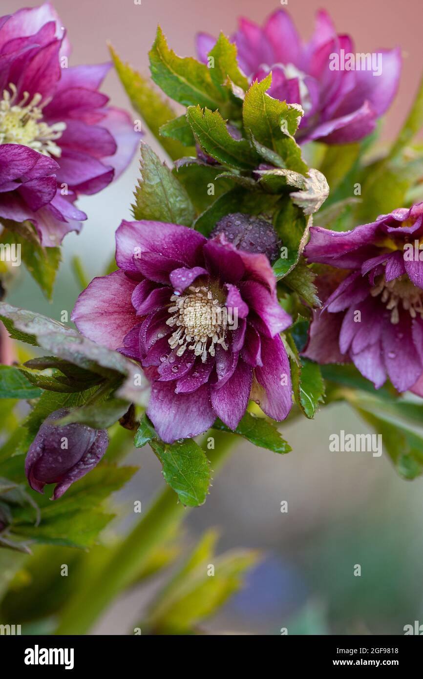 Helleborus double ellen flower hi-res stock photography and images - Alamy