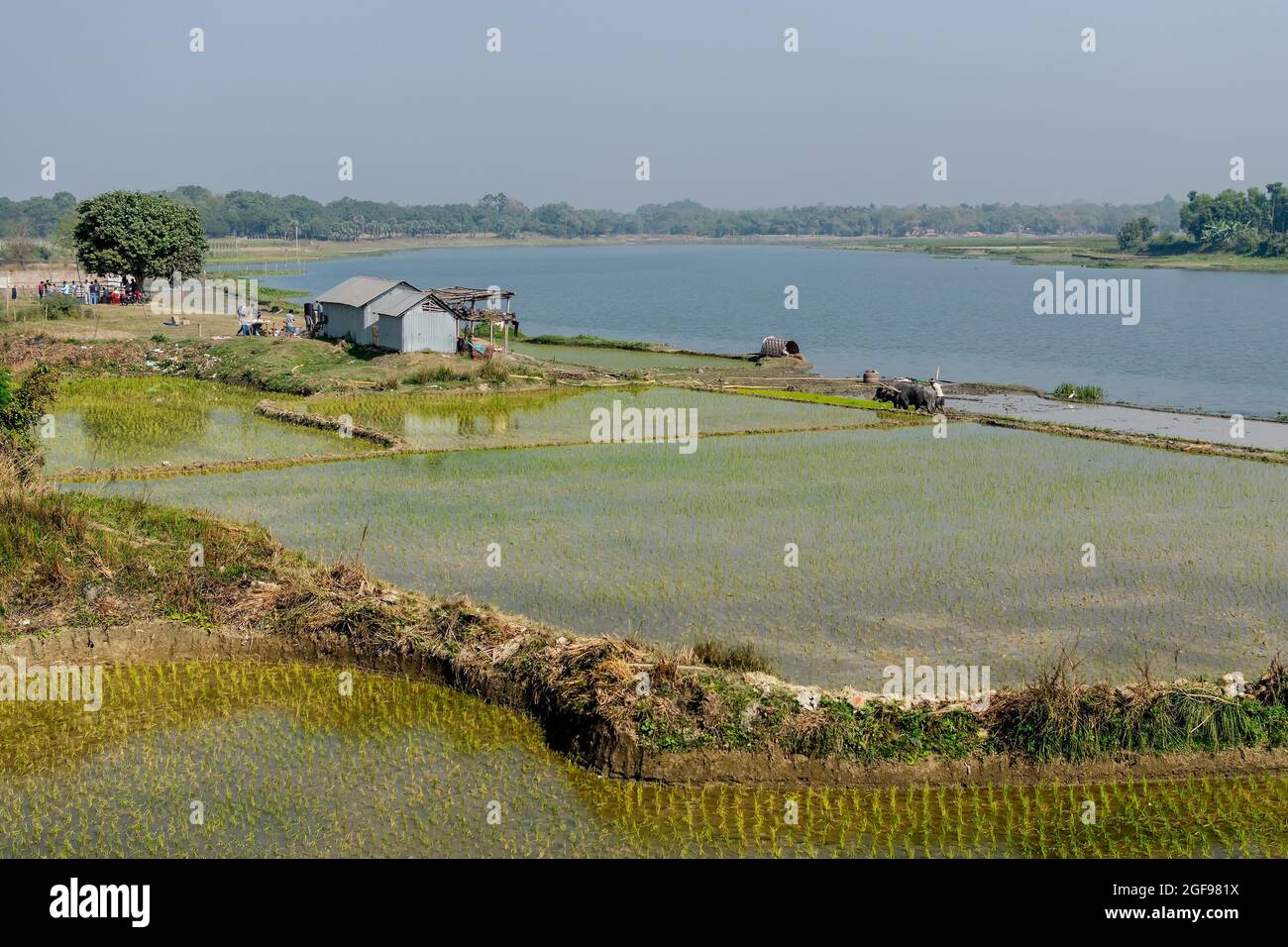 Beautiful rural landscape of Paddy field with river and blue sky in the ...