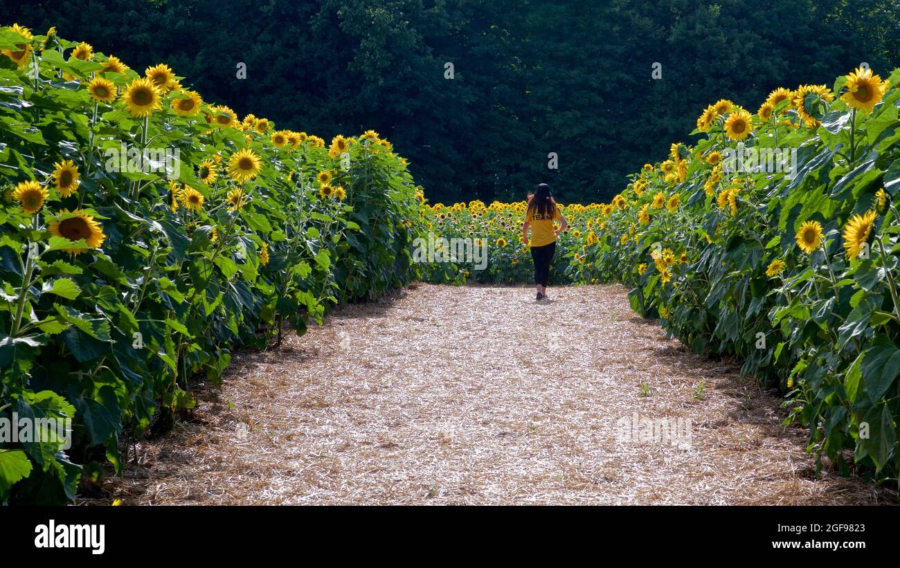 Back view of sunflower hi-res stock photography and images - Alamy