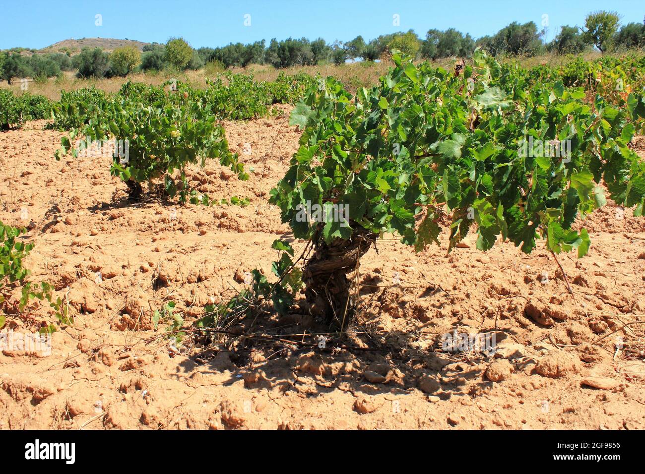 Grape plants on vineyard in the outskirts of Athens in Attica, Greece ...
