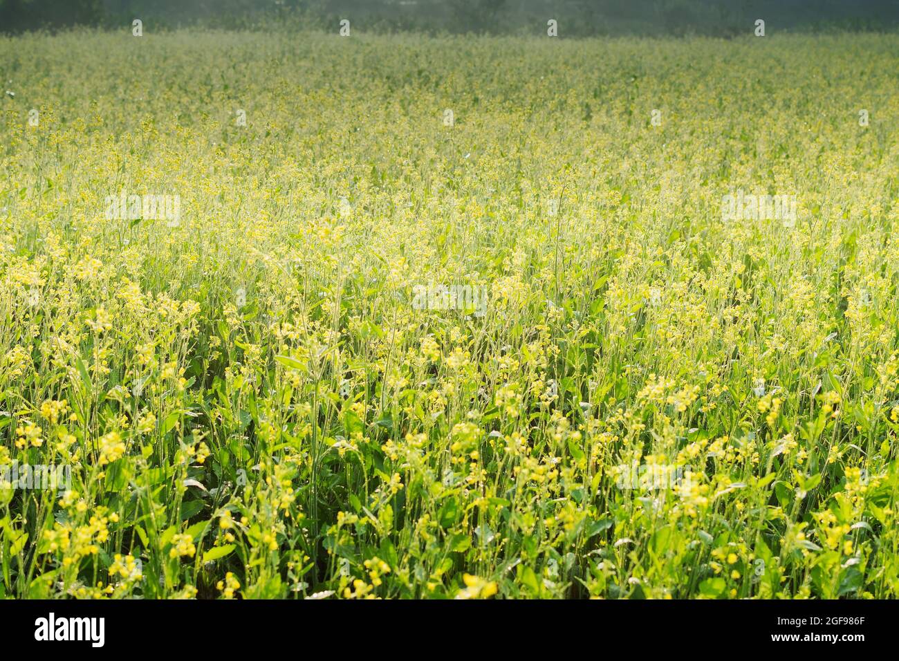 Winter morning - mustard plants field - yellow colours Stock Photo - Alamy