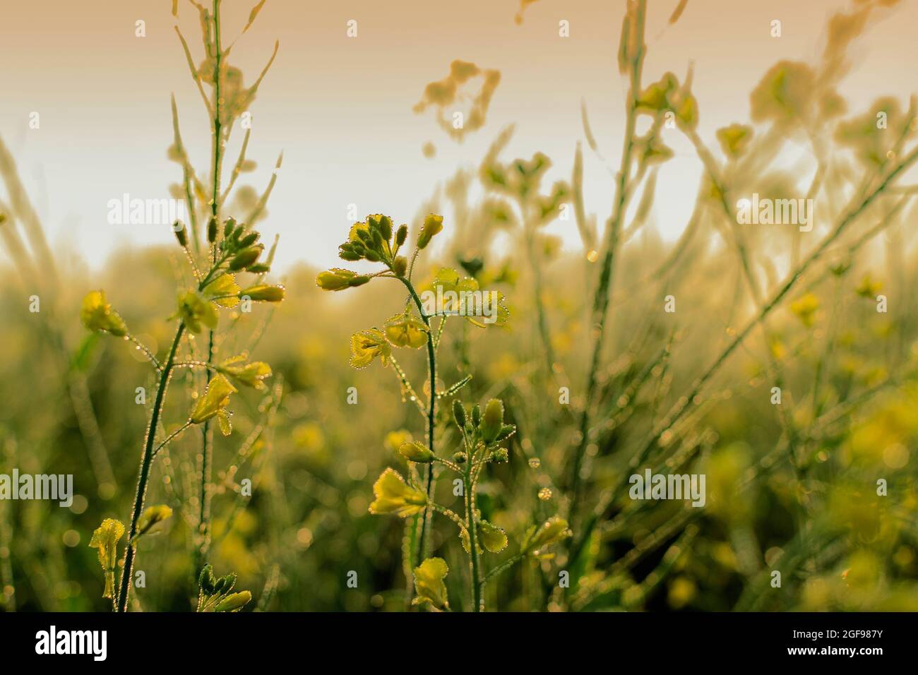 Winter morning - mustard plants field - yellow coloured agricultural ...