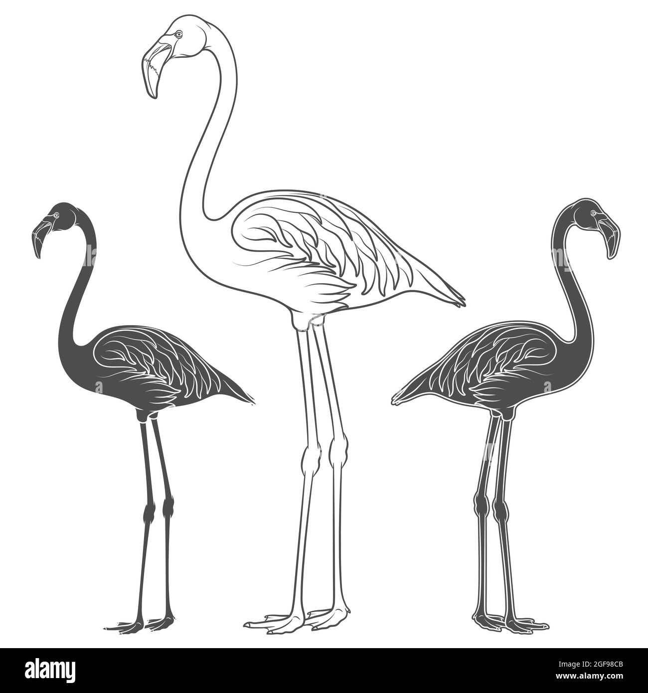Beauty exotic flamingo bird animal Stock Vector Images - Alamy