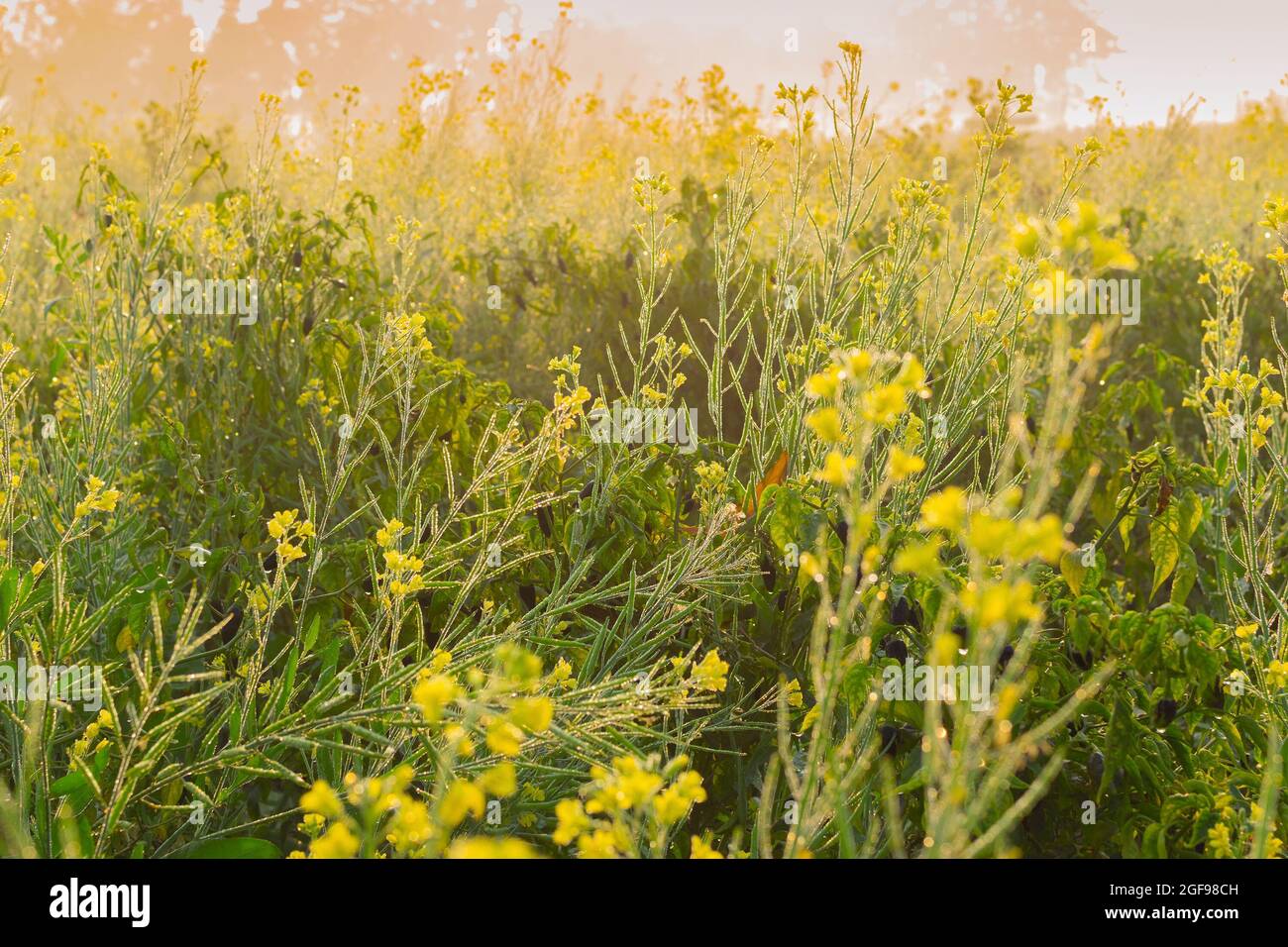 Winter morning - mustard plants field - yellow coloured agricultural ...