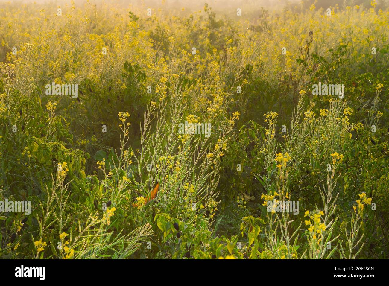 Winter morning - mustard plants field - yellow coloured agricultural ...