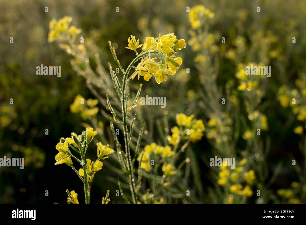 Winter morning - mustard plants field - yellow coloured agricultural ...