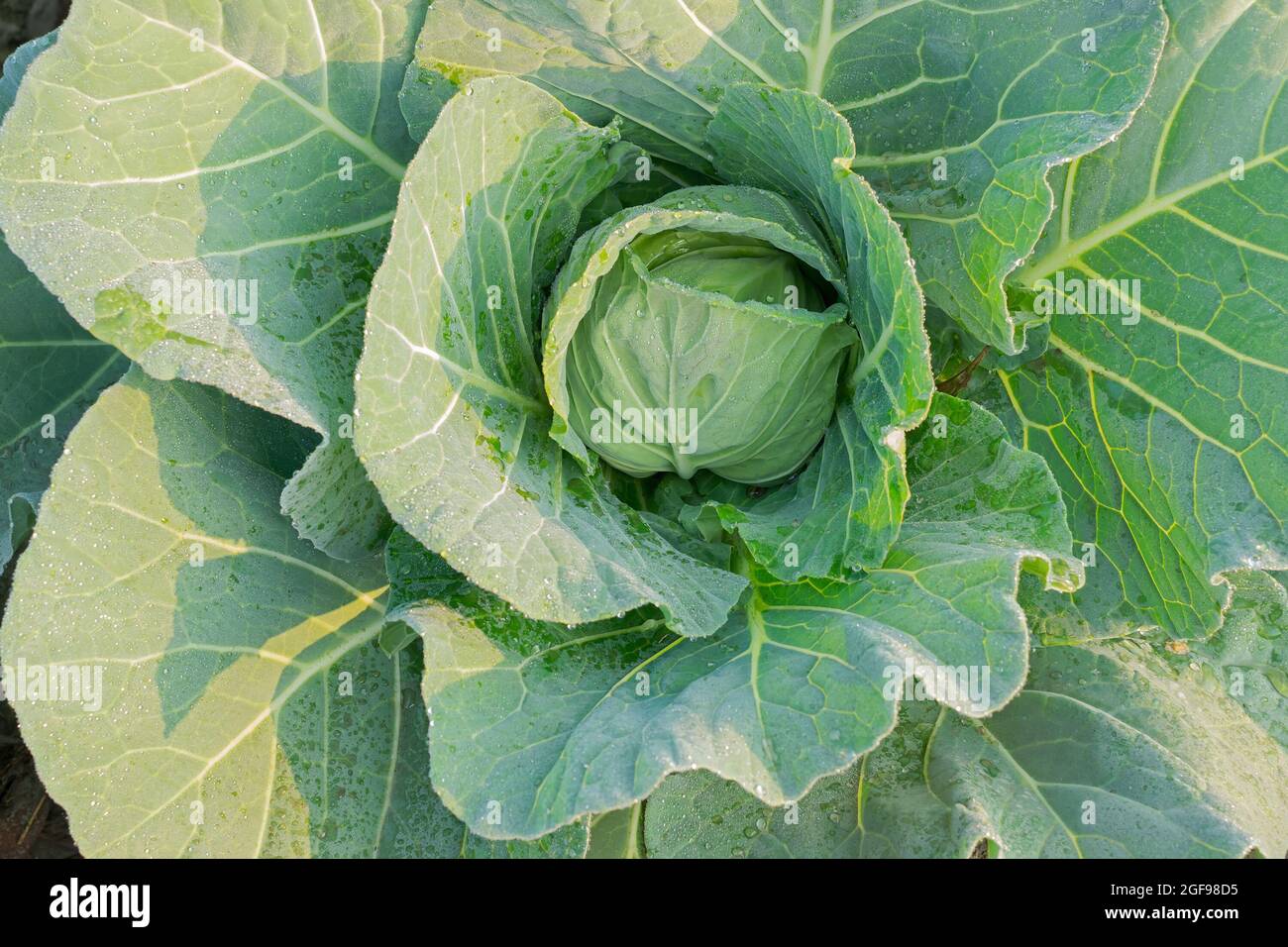 Cabbage or headed cabbage is a leafy green, biennial plant grown as an ...
