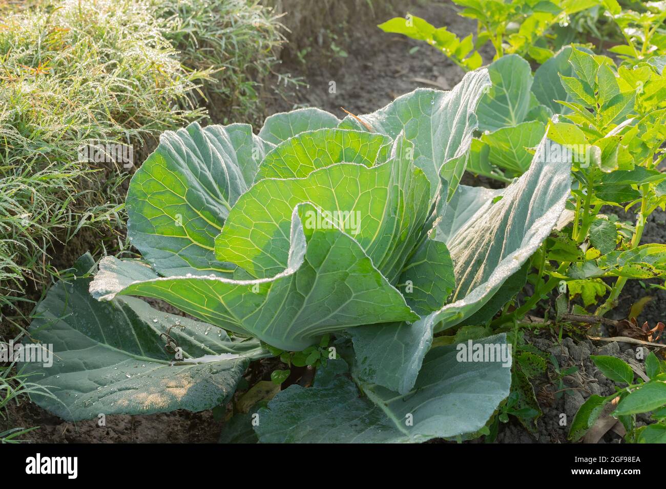 Cabbage or headed cabbage is a leafy green, biennial plant grown as an ...