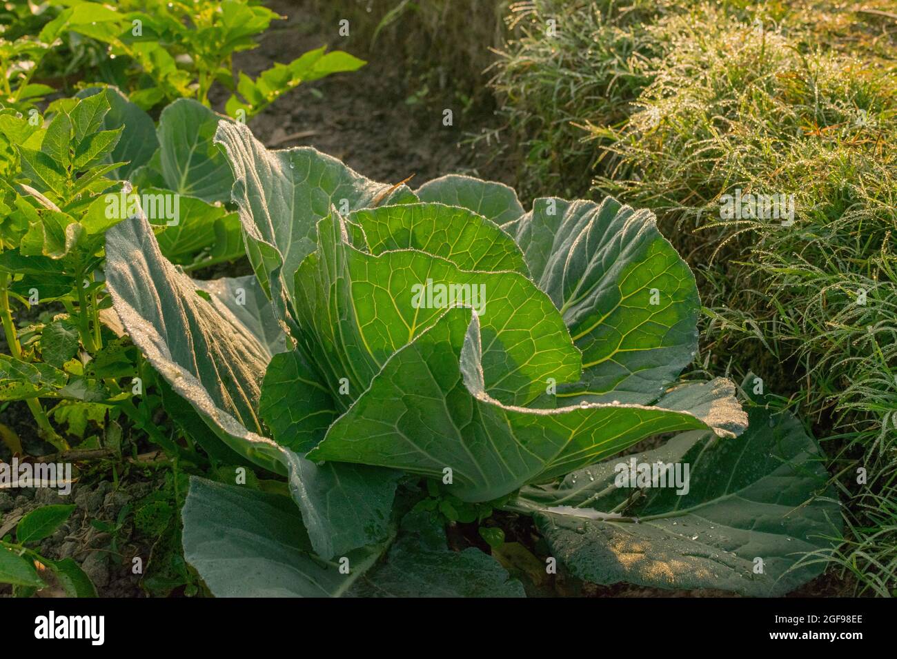 Dense leaved heads hi-res stock photography and images - Alamy