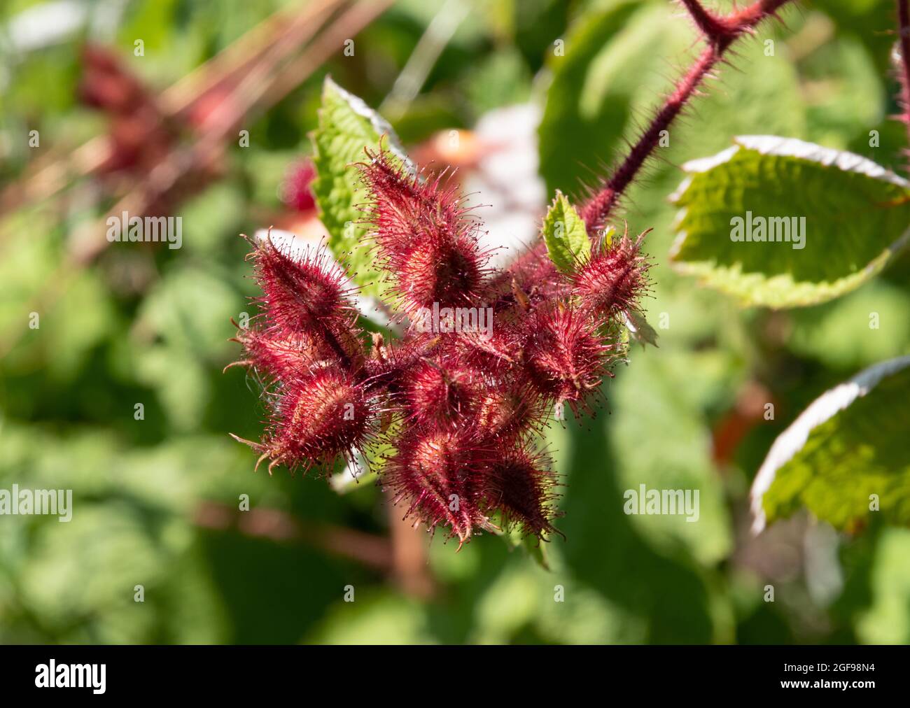 Rubus phoenicolasius, wineberry Stock Photo - Alamy