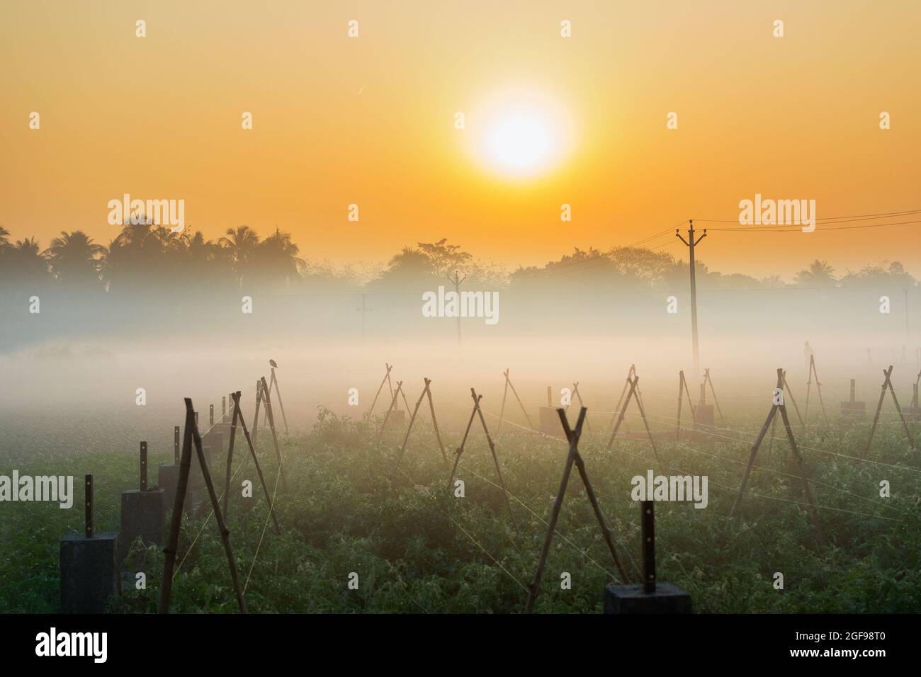 Winter morning - fog over a green agriculture field with sun rising in ...