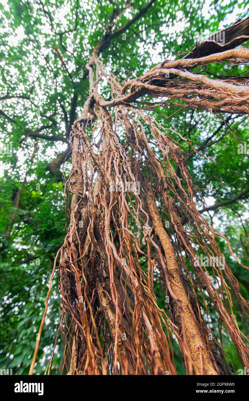 Vertical nature stock image of hanging brown roots of a big banyan tree - shot at Howrah, West ...