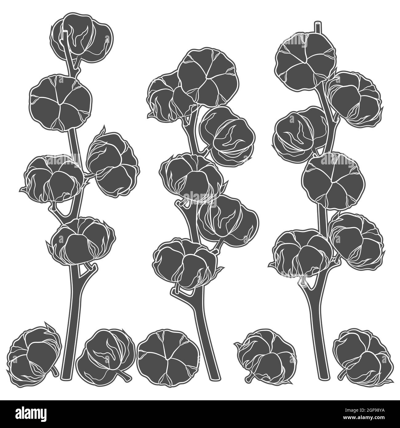 Cotton plant botanical drawing hi-res stock photography and images - Alamy