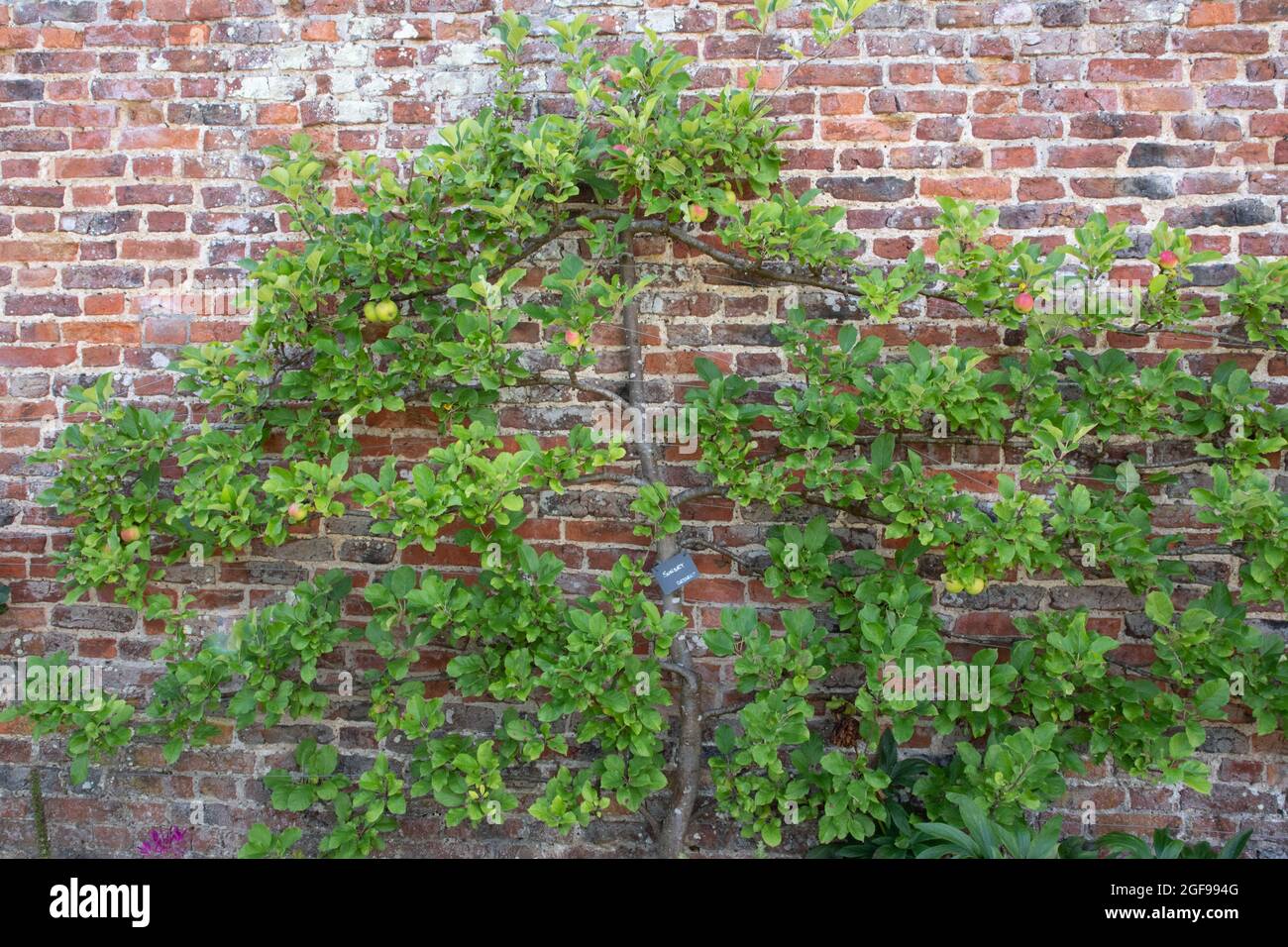 Malus domestica apple tree hi-res stock photography and images - Alamy