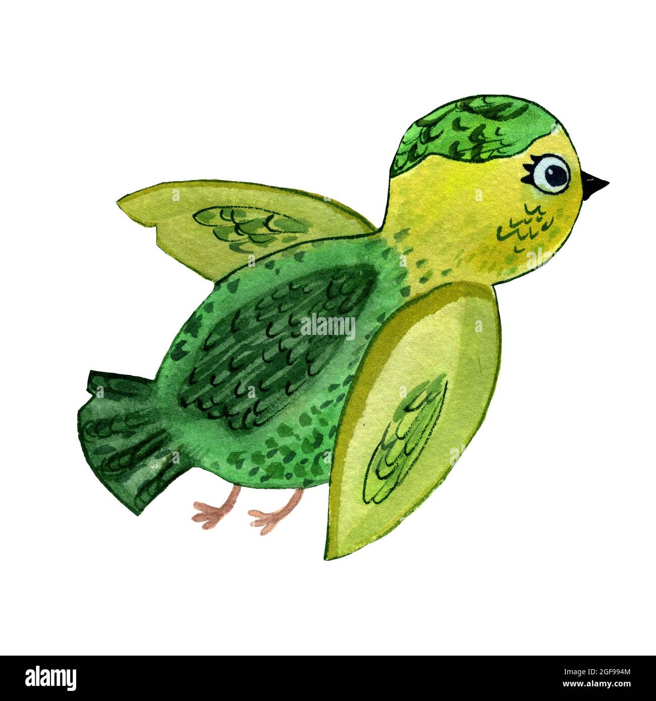 Watercolor hand-drawn illustration of green robin bird isolated on ...