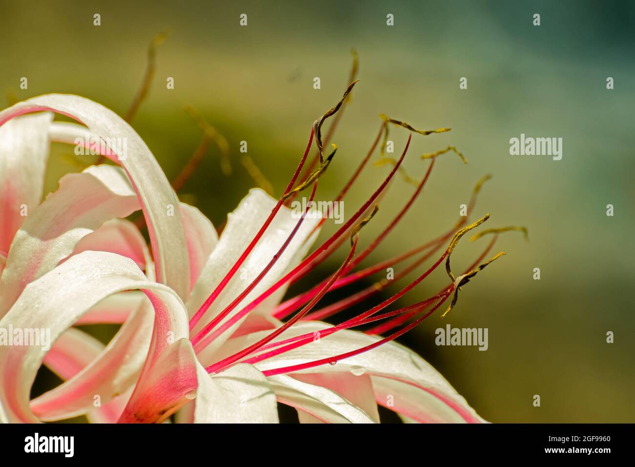 White lily flower and it's petals, Howrah, West Bengal, India Stock ...
