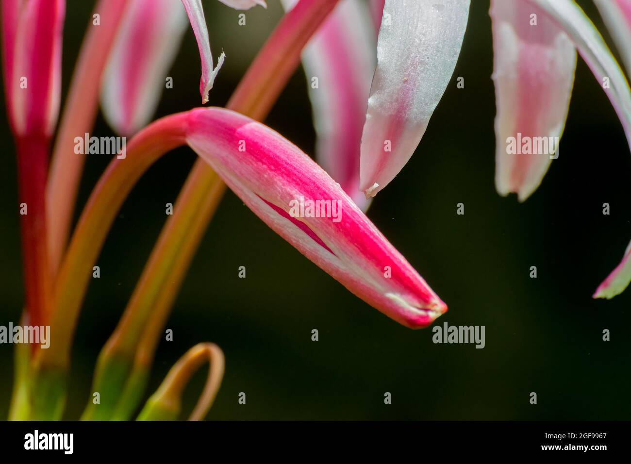 White lily flower and it's petals, Howrah, West Bengal, India Stock ...