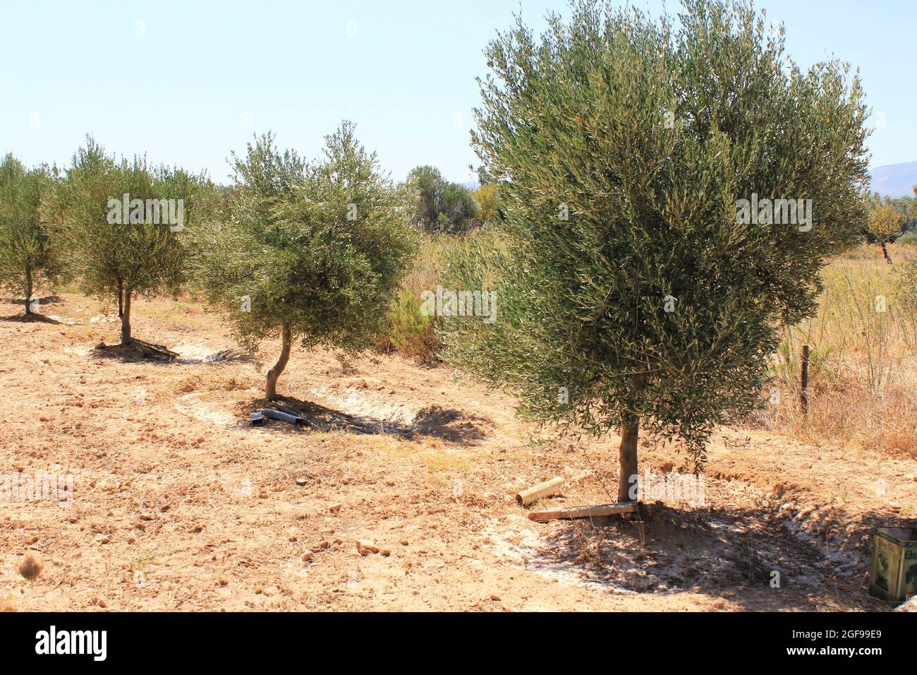 Olive trees growing in olive grove in the outskirts of Athens in Attica ...
