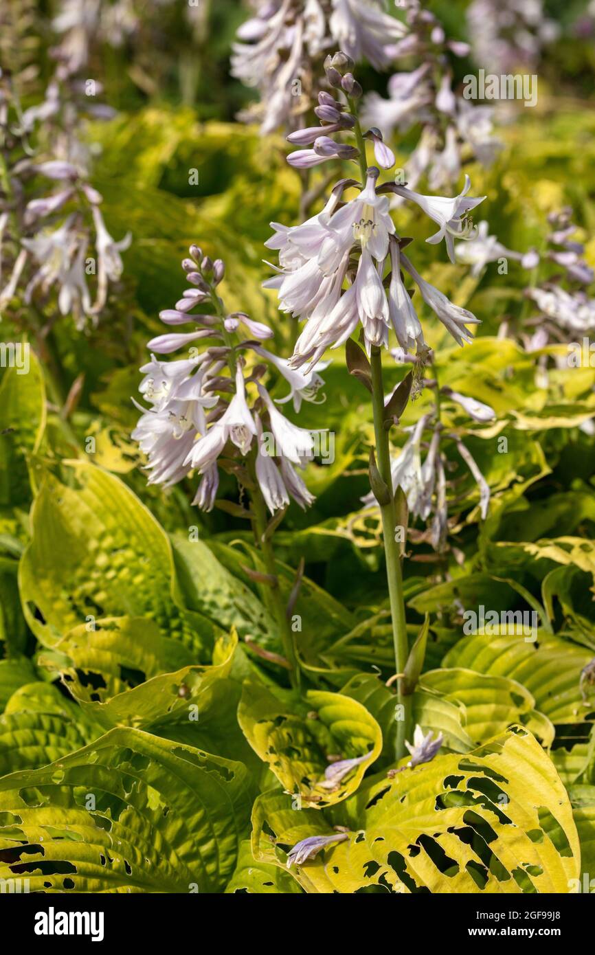 Delicious Hosta ‘Wide Brim’, plantain lily 'Wide Brim', flowering ...