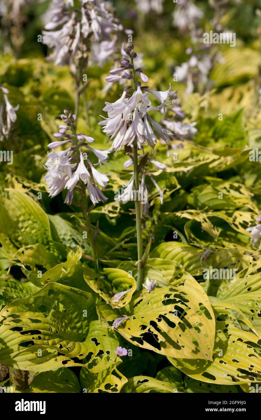 Delicious Hosta ‘Wide Brim’, plantain lily 'Wide Brim', flowering ...