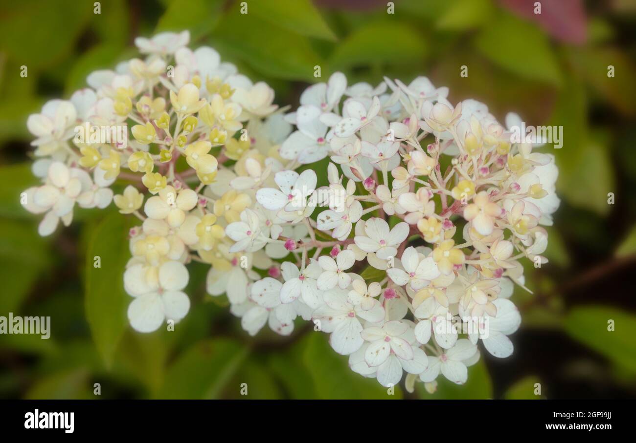 Dreamy Hydrangea paniculata ‘Candlelight’, Paniculate hydrangea ...