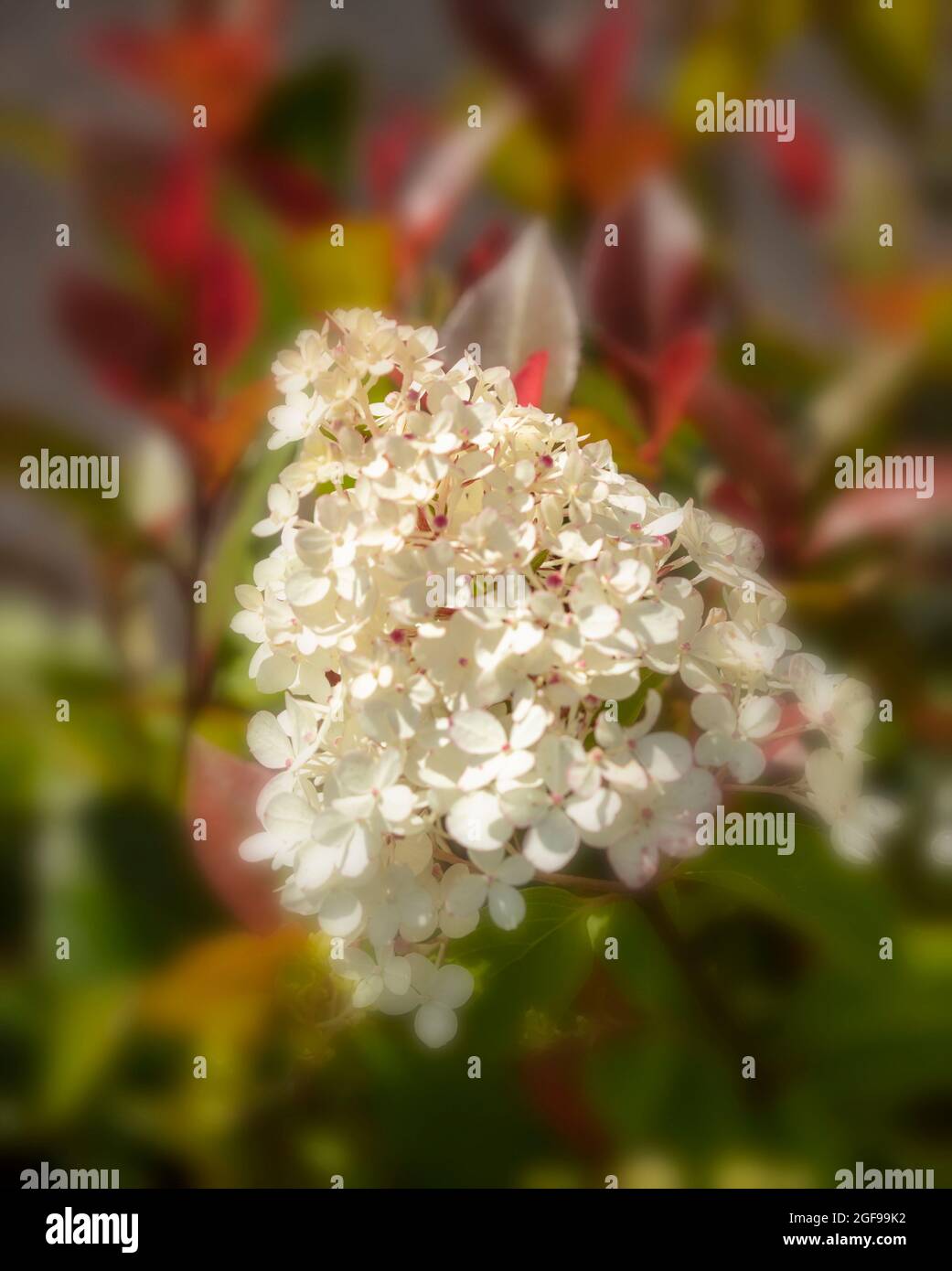 Dreamy Hydrangea paniculata ‘Candlelight’, Paniculate hydrangea ...