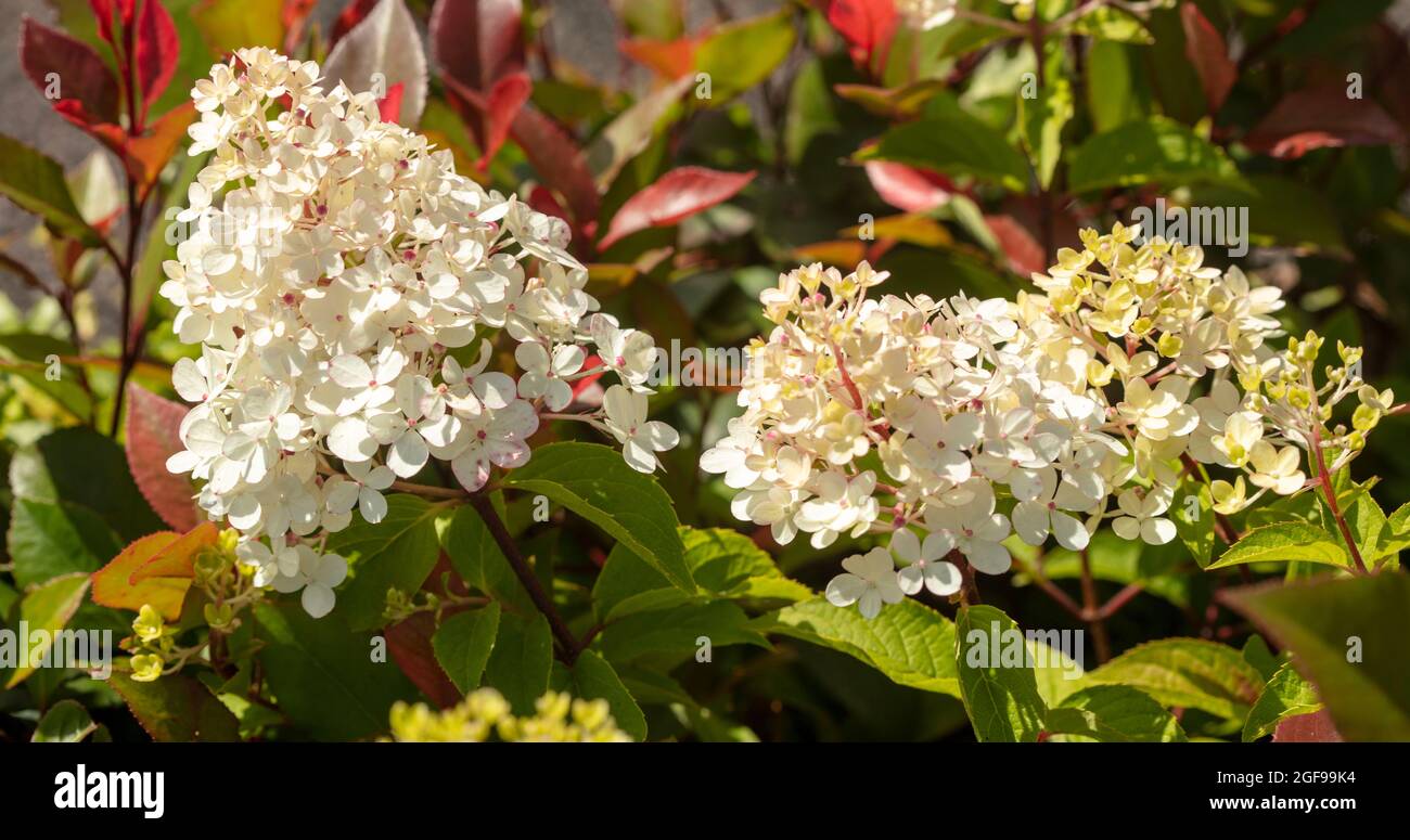 Dreamy Hydrangea paniculata ‘Candlelight’, Paniculate hydrangea ...
