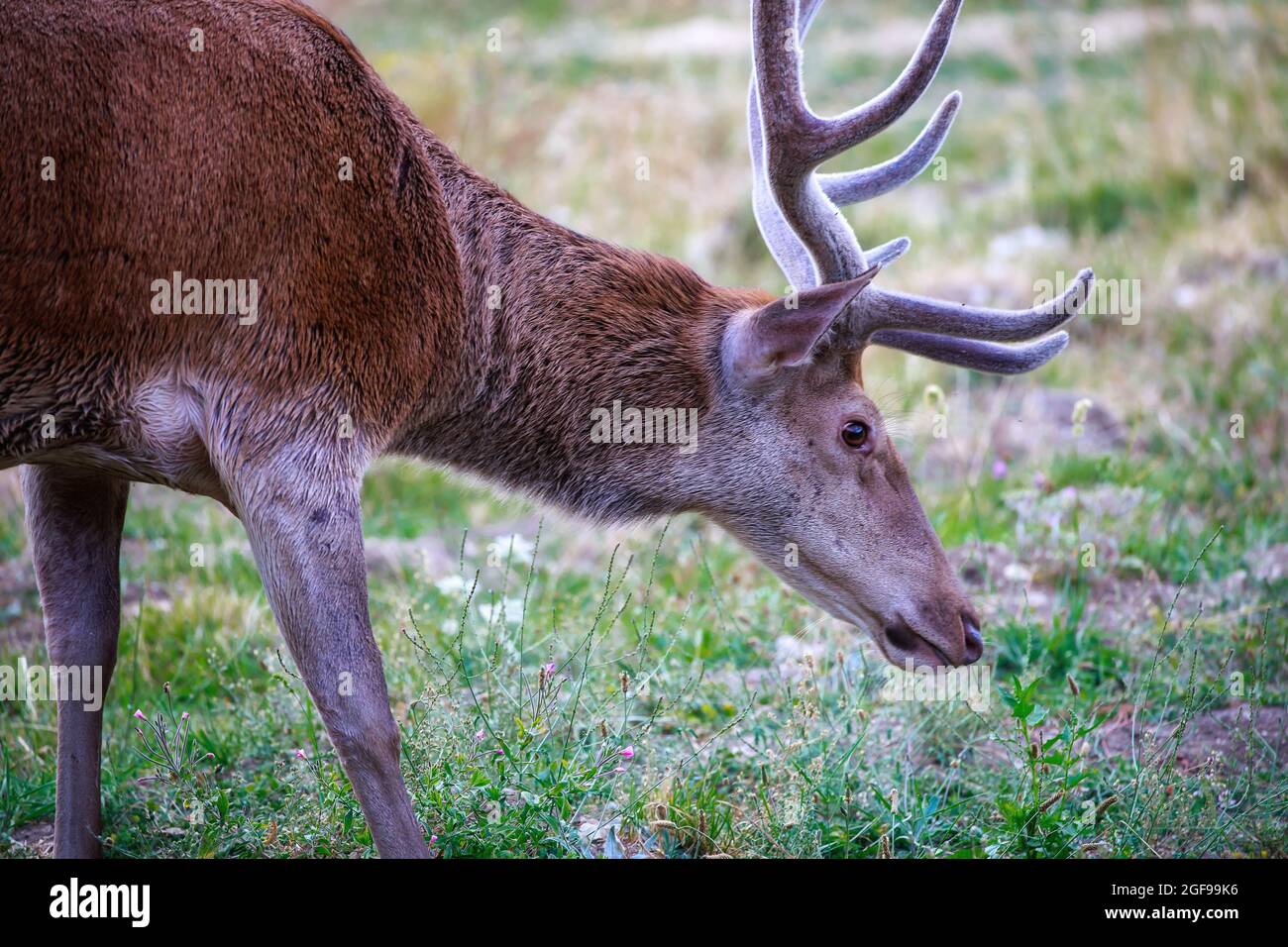 Adult male deer eats grass in the flowery meadow Stock Photo - Alamy