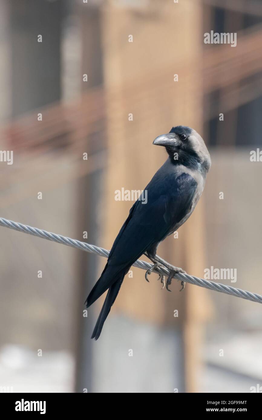 House crow (Corvus splendens) sitting, also known as the Indian ...