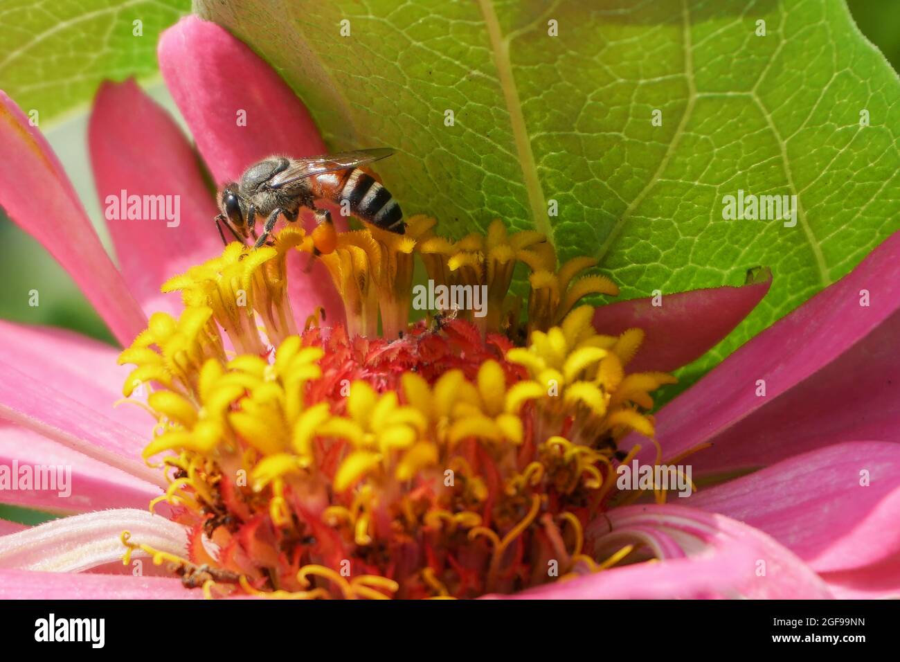 Honey bee collecting nectar from flower Stock Photo - Alamy