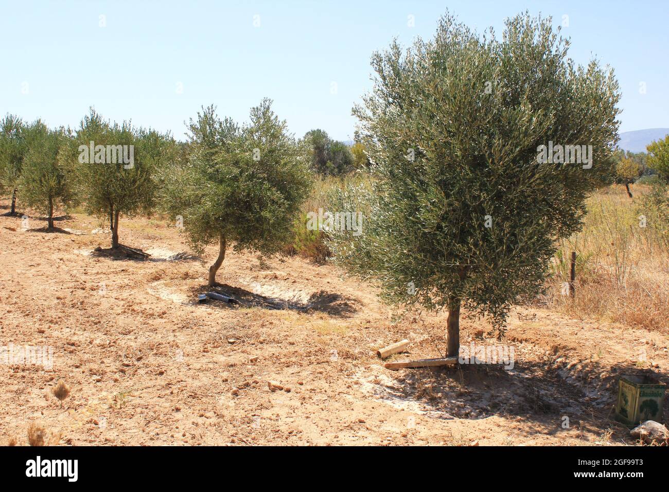 Olive trees growing in olive grove in the outskirts of Athens in Attica ...