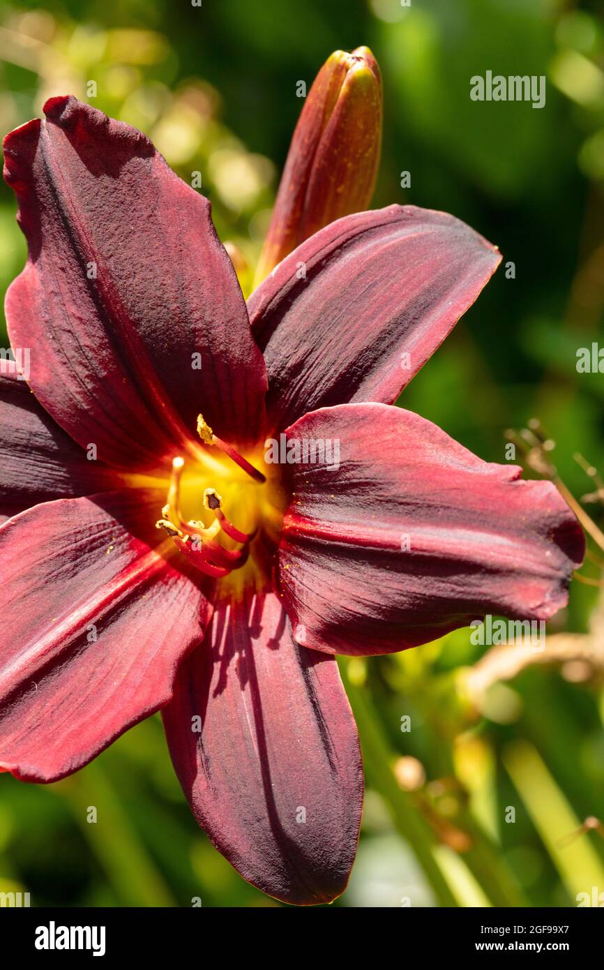 Captivating Hemerocallis 'American Revolution’, daylily 'American ...