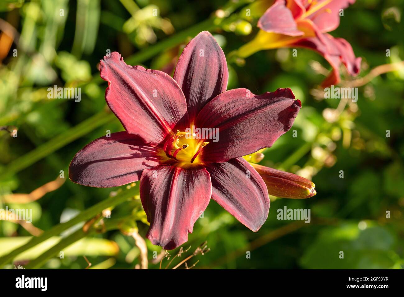 Captivating Hemerocallis 'American Revolution’, daylily 'American ...