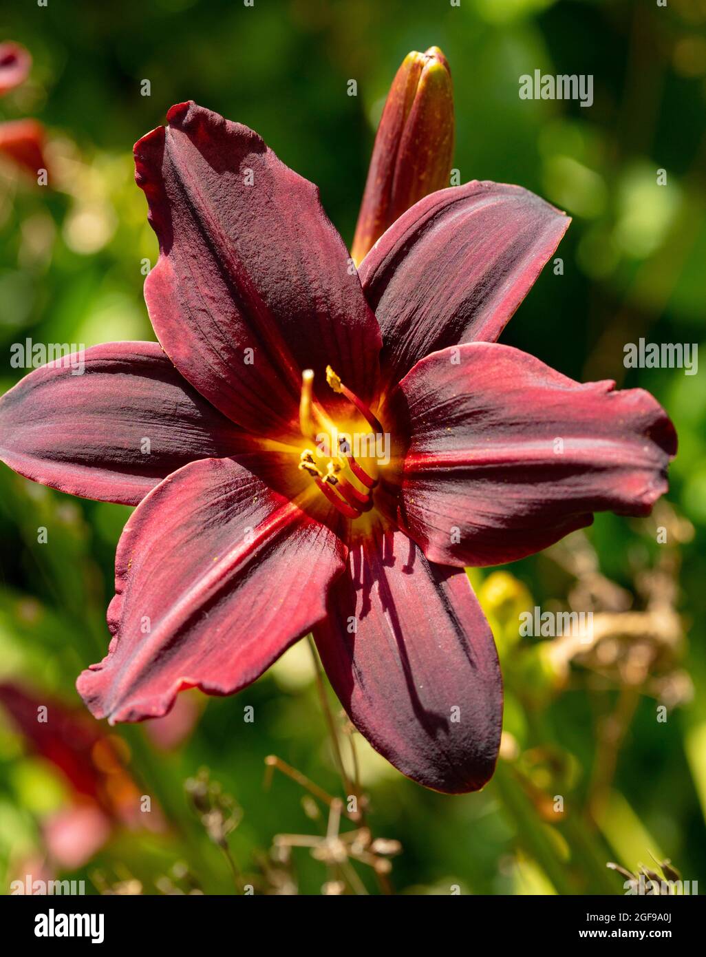 Captivating Hemerocallis 'American Revolution’, daylily 'American ...