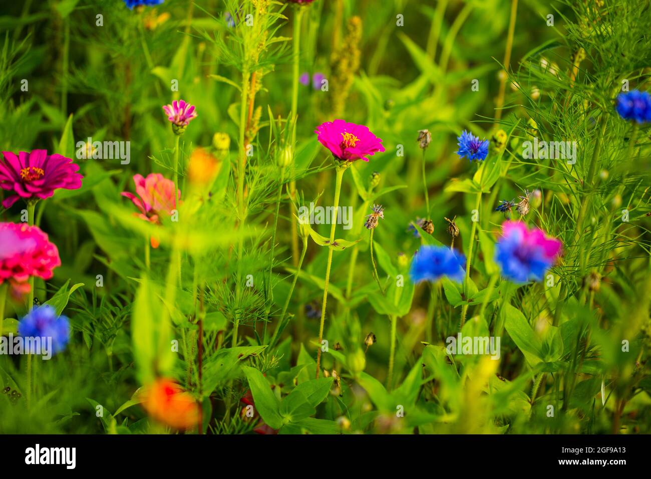 Seamless pattern flora flower field red meadow plant hi-res stock ...
