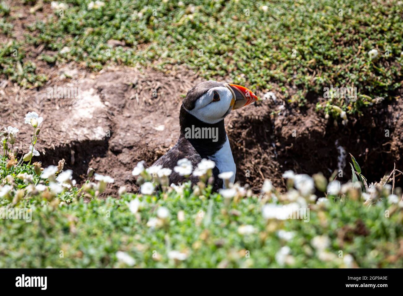 An Atlantic Puffin Emerging from a Burrow, on Skomer Island off the ...