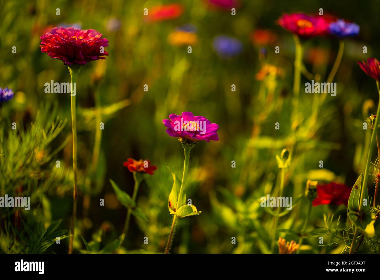Seamless pattern flora flower field red meadow plant hi-res stock ...
