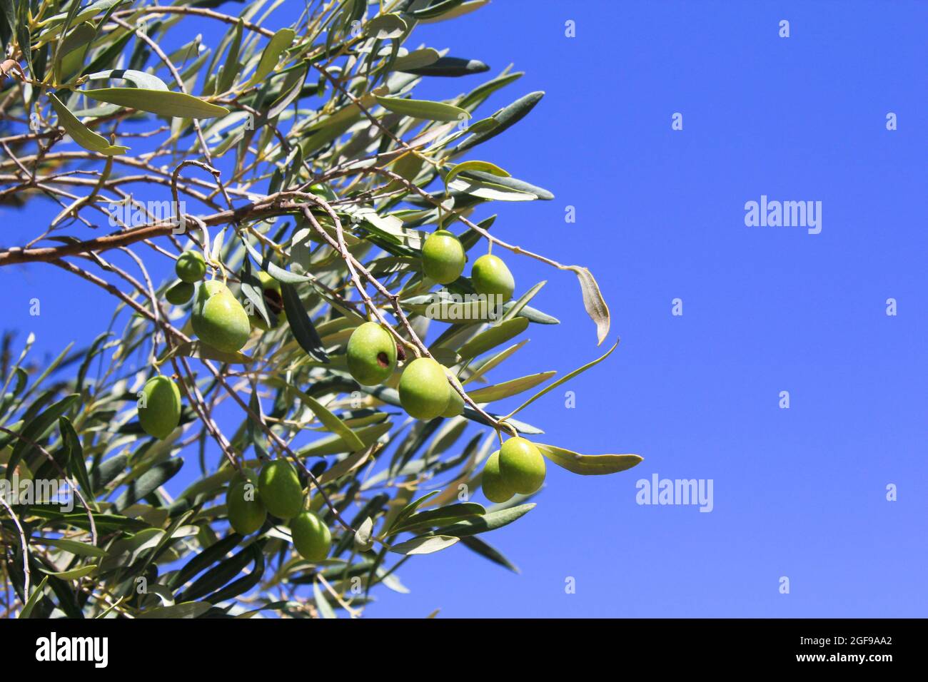 Olives of Manaki variety on olive tree branch in the outskirts of ...