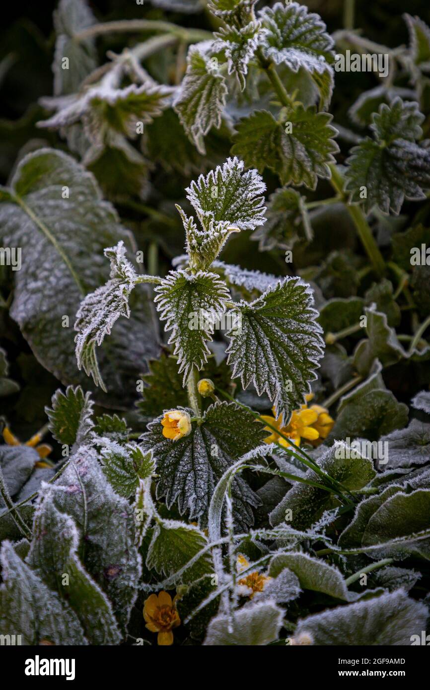 Frost on a nettle leaf hi-res stock photography and images - Alamy