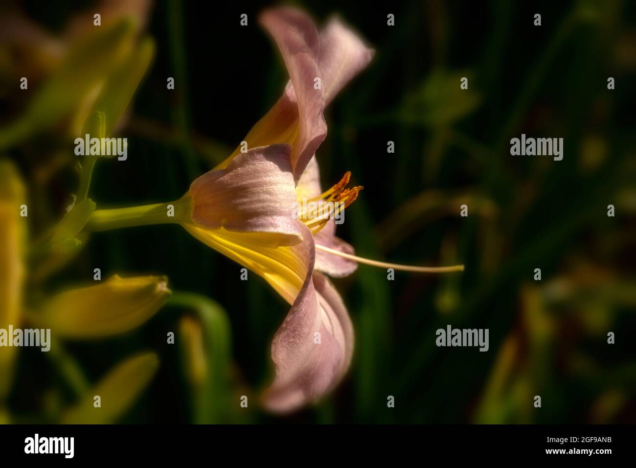 Prolific Hemerocallis 'American Revolution’, daylily 'American ...